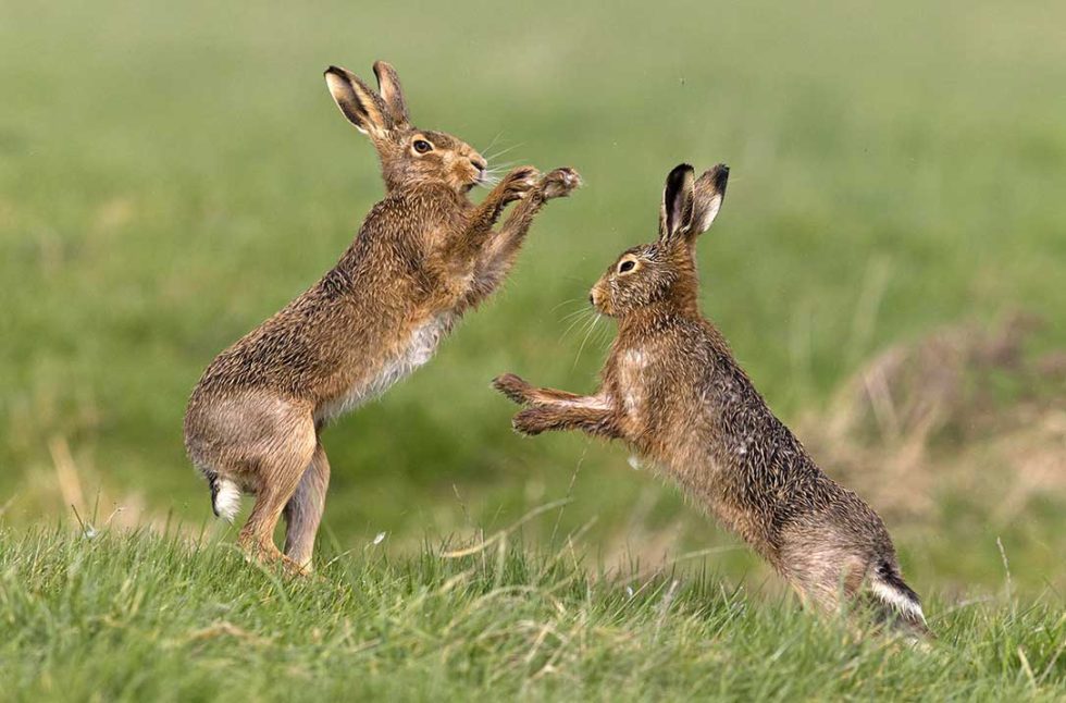 Rabbits On The Golf Course - Tee Times Magazine